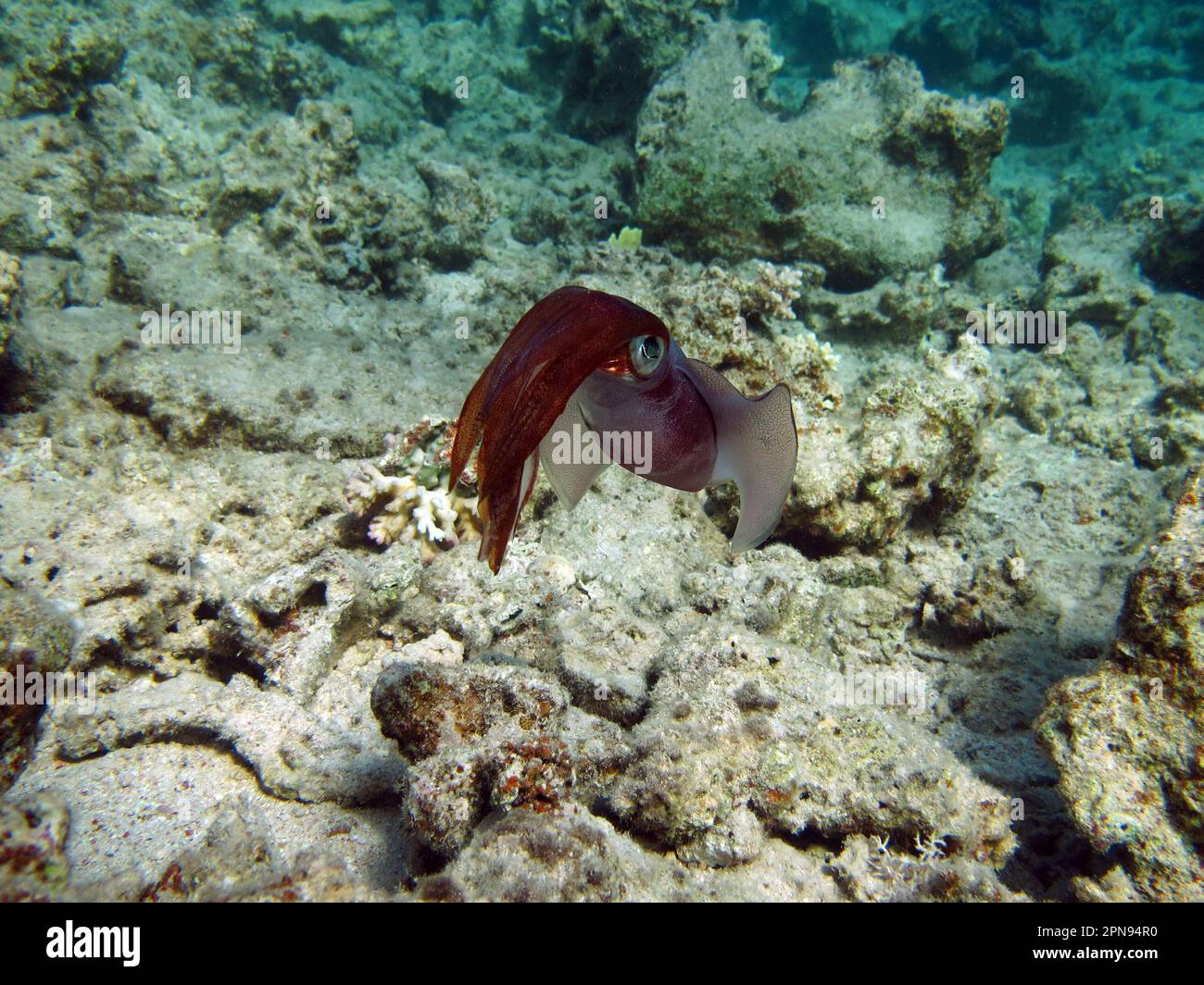 Squid in the sand hi-res stock photography and images - Alamy
