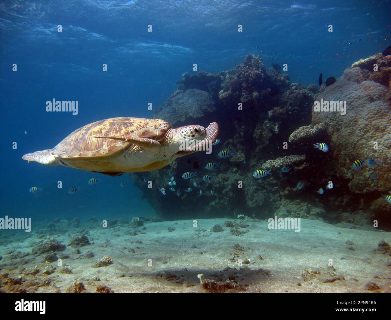 Big Green turtle on the reefs of the Red Sea. Green turtles are the ...