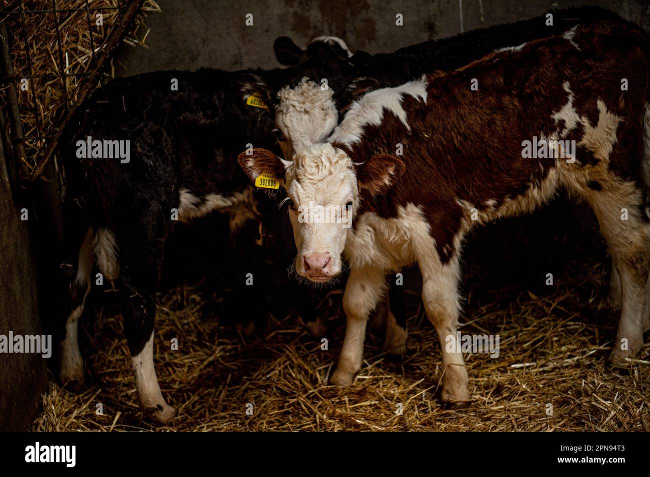 Farmer in barn dairy hi-res stock photography and images - Alamy