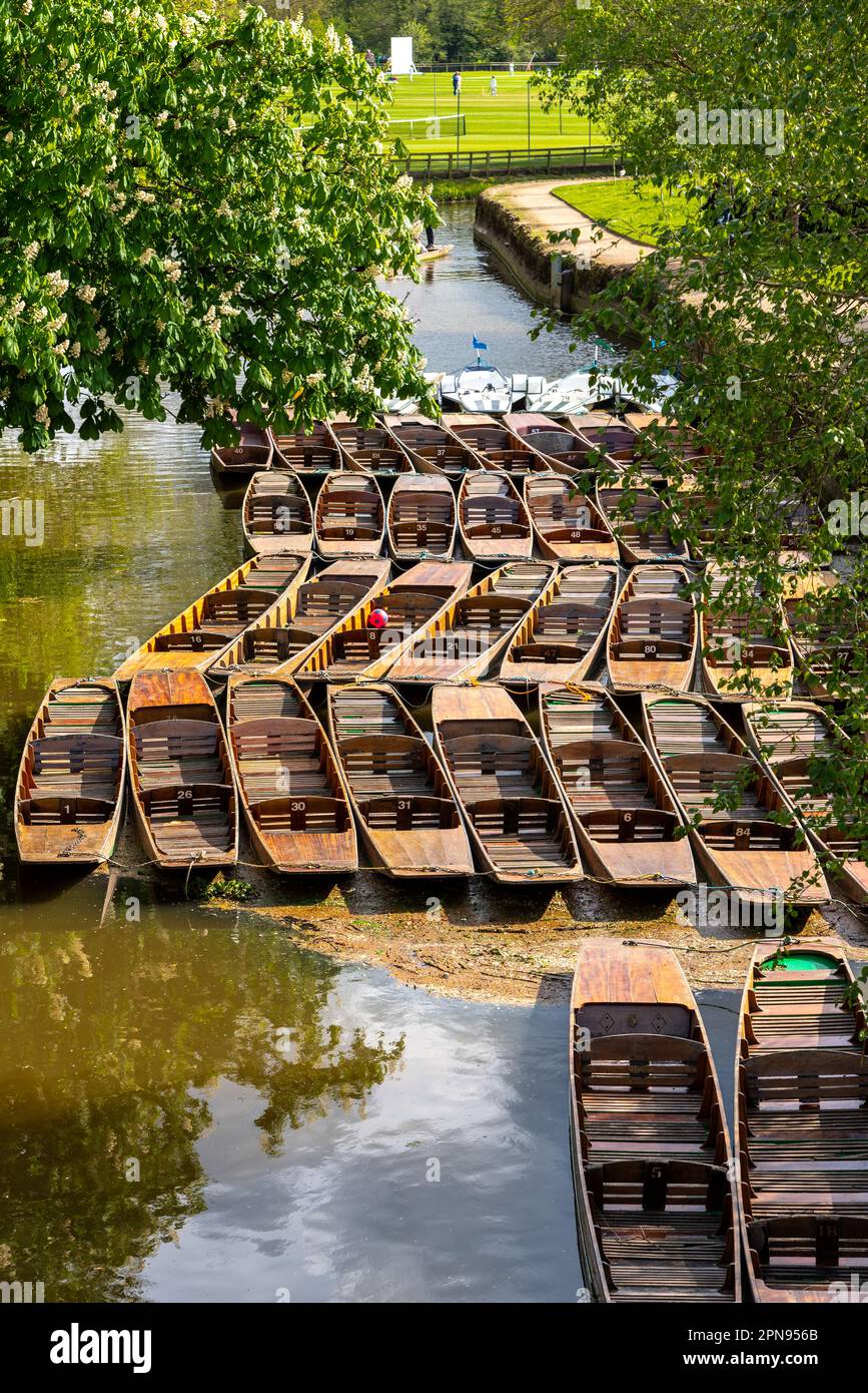 Punting moored in a row at River Cherwell ,UK Stock Photo - Alamy