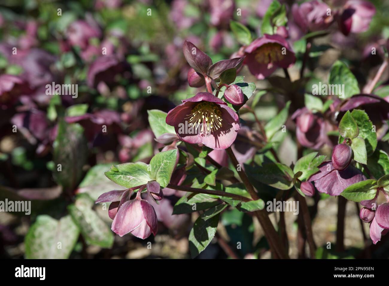 purple red spring flowers of hellebore helleborous Rodney Davey marbled ...