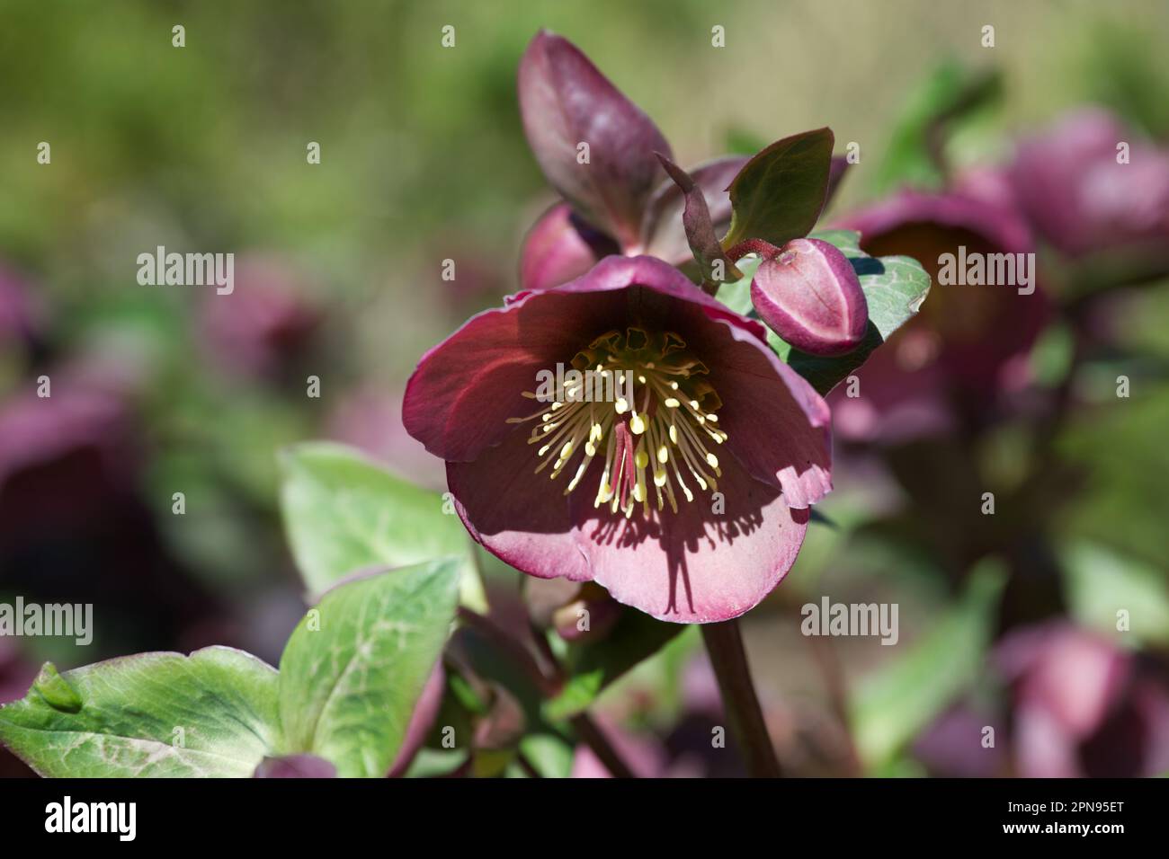 Helleborous rodney davey marbled group pennys pink hi-res stock ...