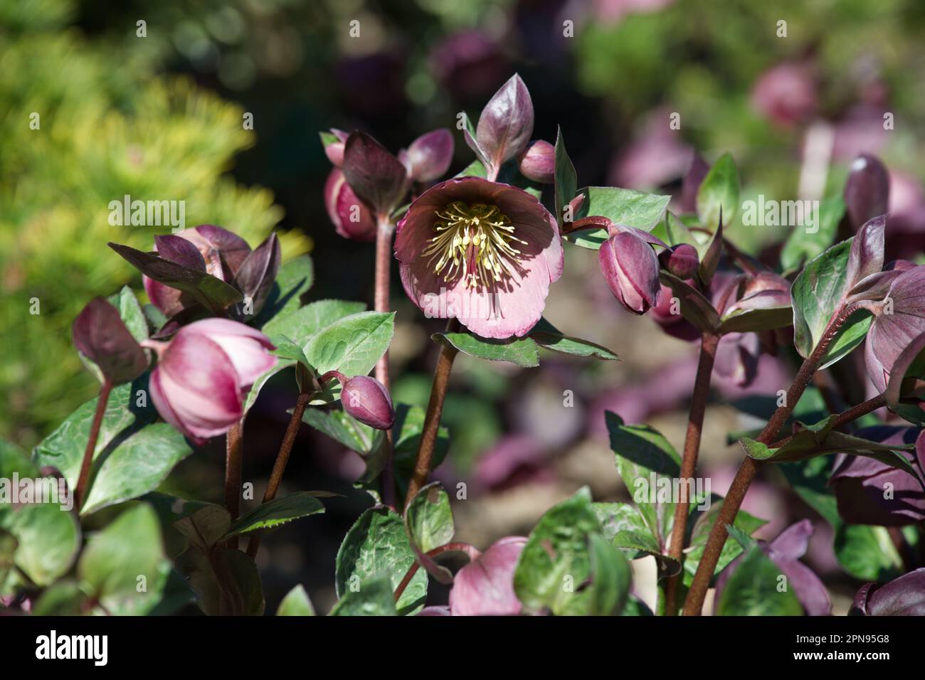 purple red spring flowers of hellebore helleborous Rodney Davey marbled ...