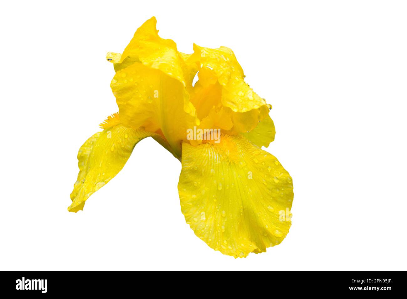 Iris flower on plant Cut Out Stock Images & Pictures - Alamy
