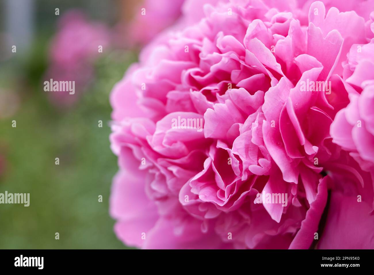 Blooms of summer hi-res stock photography and images - Alamy
