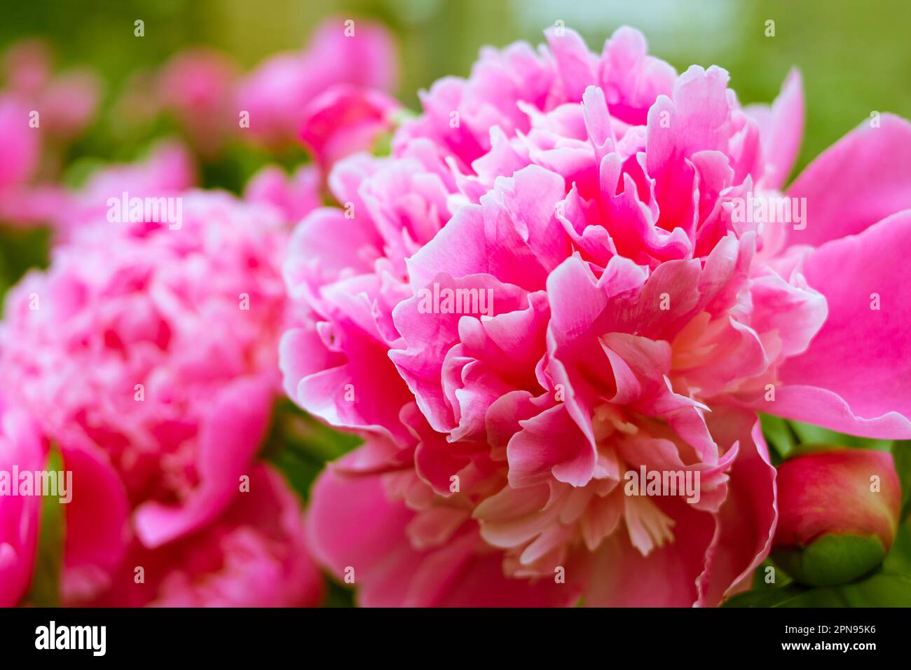 beautiful flower in the Paeonia Sarah Bernhardt garden Stock Photo - Alamy