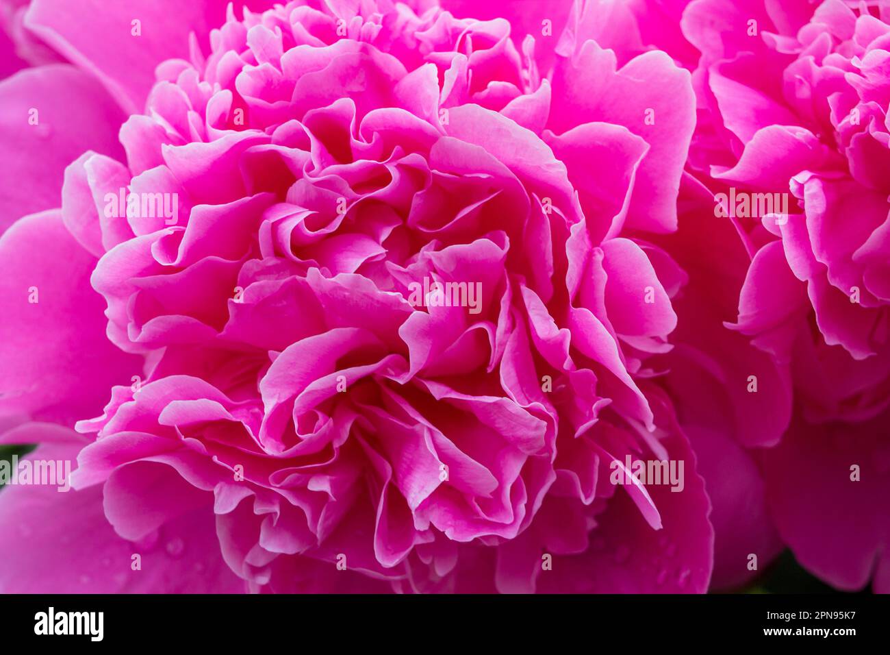 flower petals Paeonia Sarah Bernhardt background, beautiful flower ...