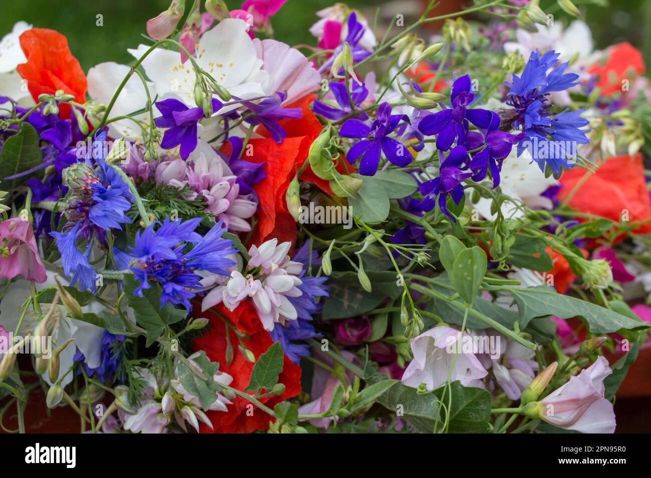 Leaves and field flowers hi-res stock photography and images - Alamy