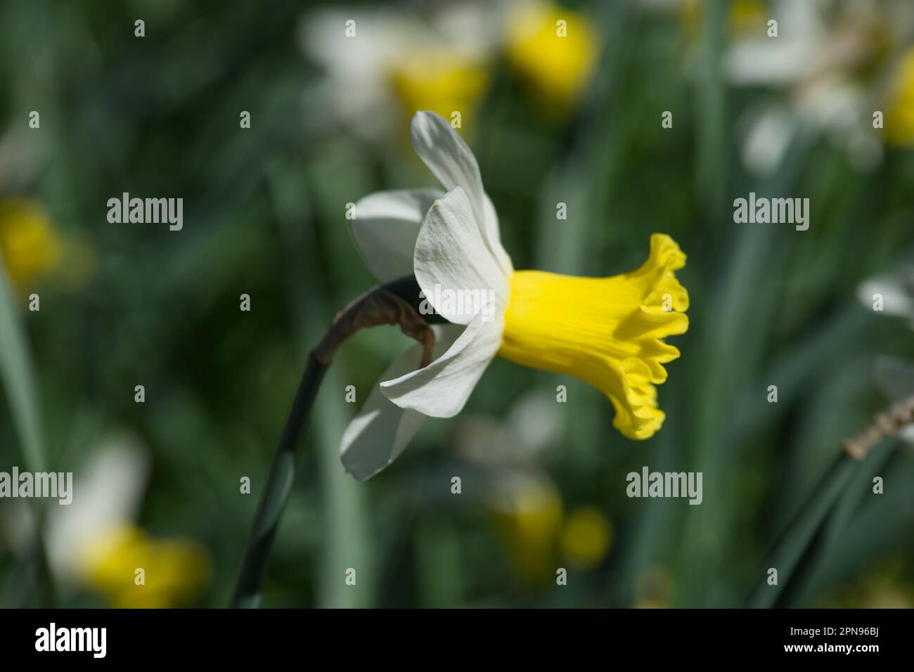 White and pale yellow spring flowers of daffodil narcissus Wisley in UK ...