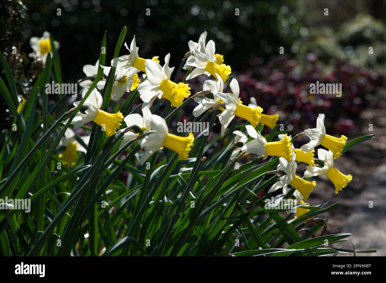 White and pale yellow spring flowers of daffodil narcissus Wisley in UK ...