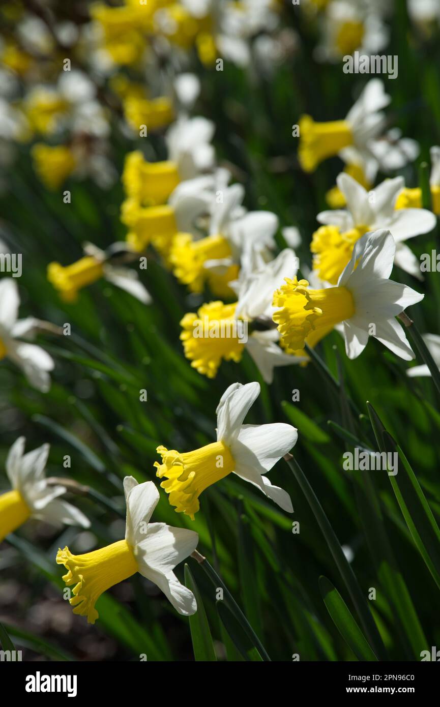 White and pale yellow spring flowers of daffodil narcissus Wisley in UK ...