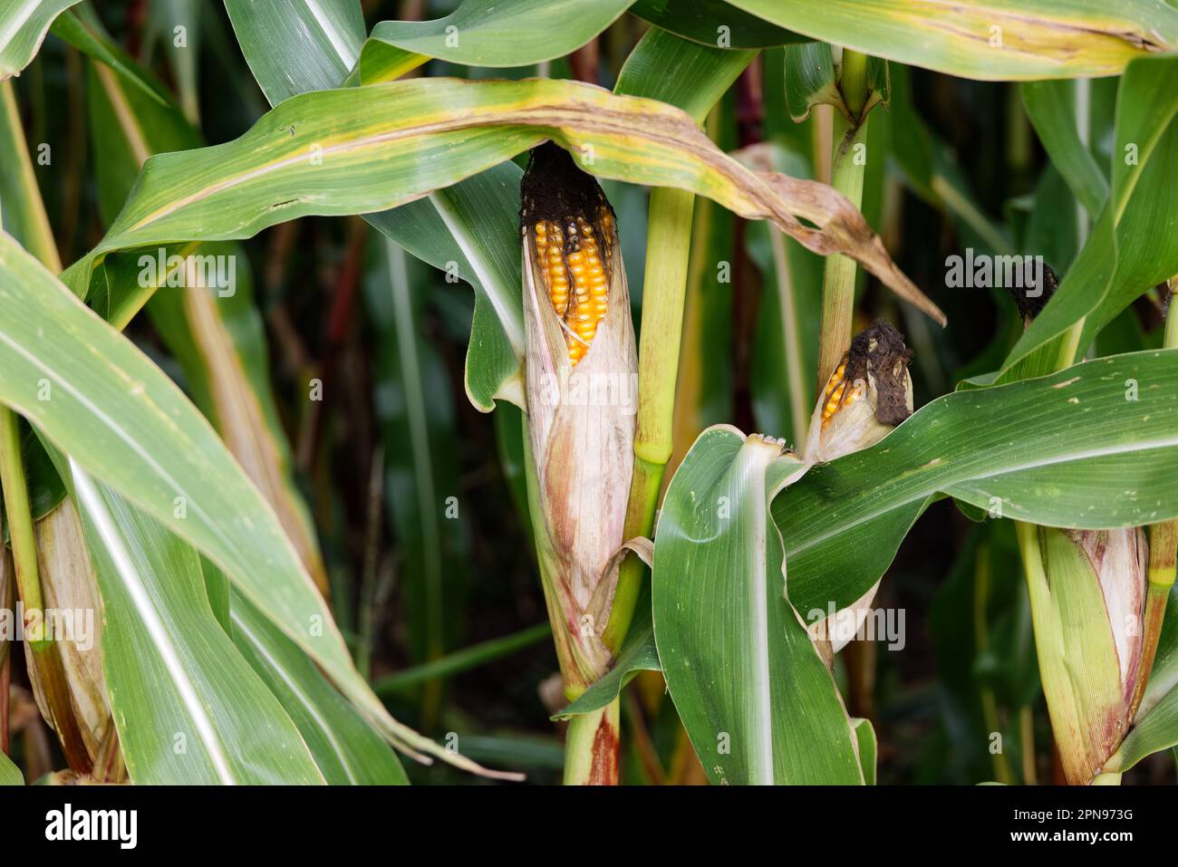 single golden open corn cob surrounded by green leaves. important ...