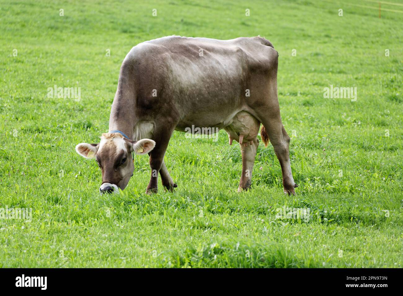 brown dairy cow with big udder on green meadow eating grass. daytime ...