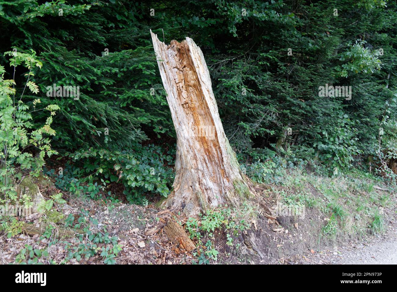 rotten open dead tree stump in front of a green fir forest. picture is ...