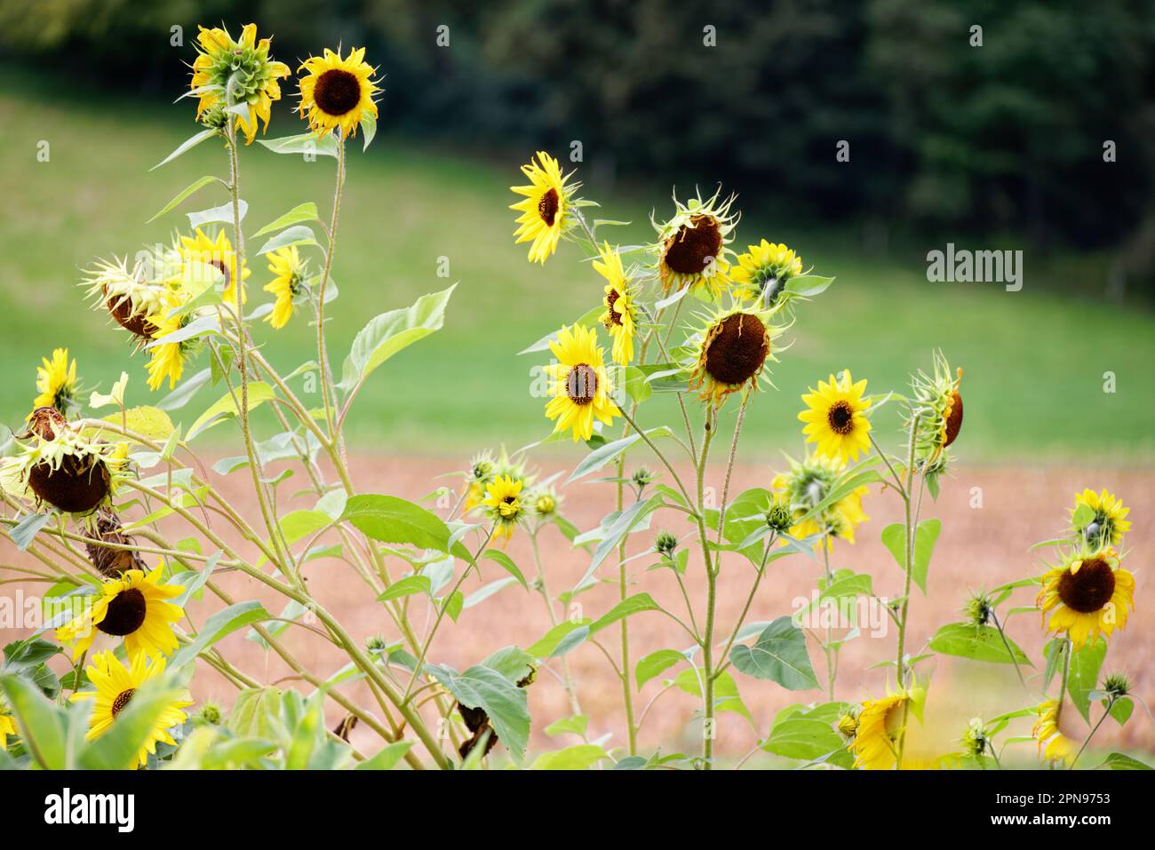 Many sunflowers in field sunset hi-res stock photography and images - Alamy