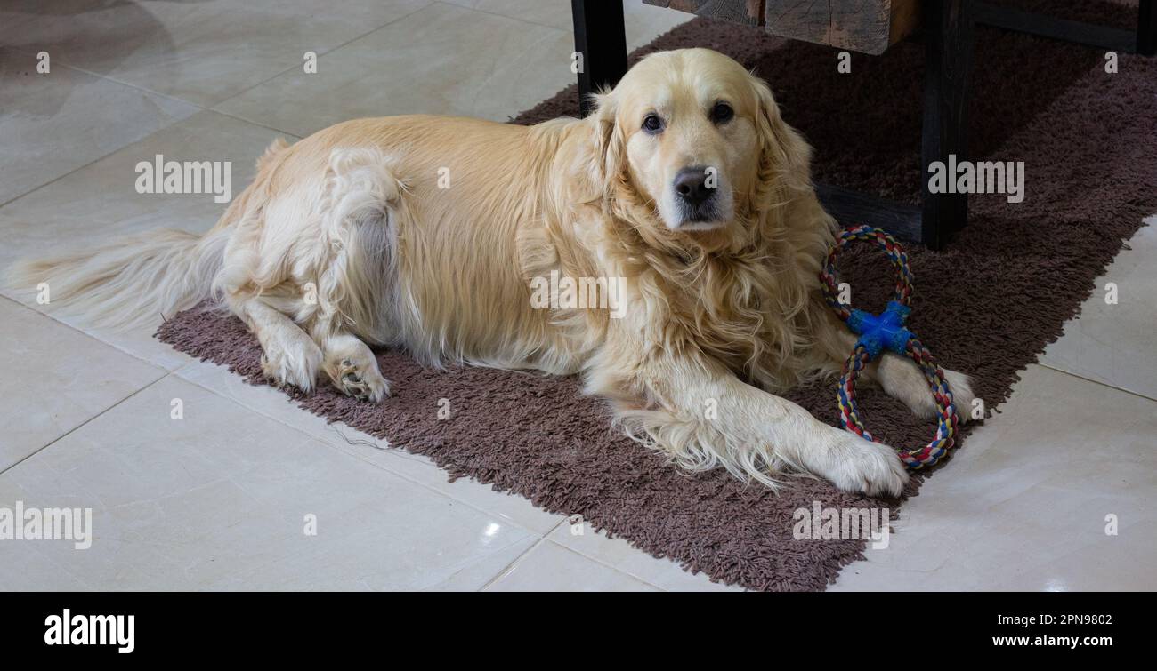 Golden Retriever dog in home Stock Photo - Alamy