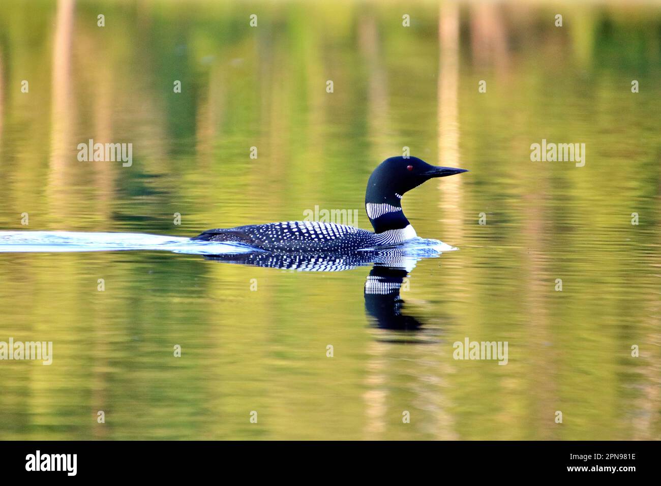 Common Loon in Northern Minnesota on a beautiful lake Stock Photo - Alamy