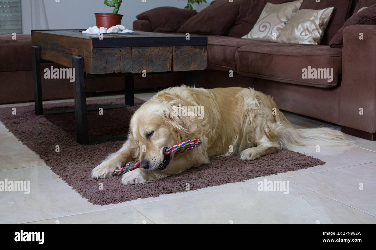 Dog in home hi-res stock photography and images - Alamy
