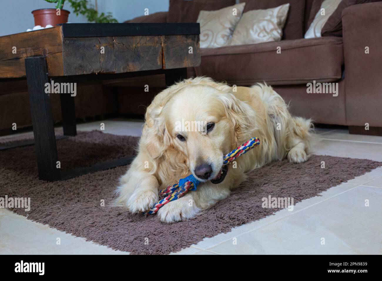 Golden Retriever dog in home Stock Photo - Alamy