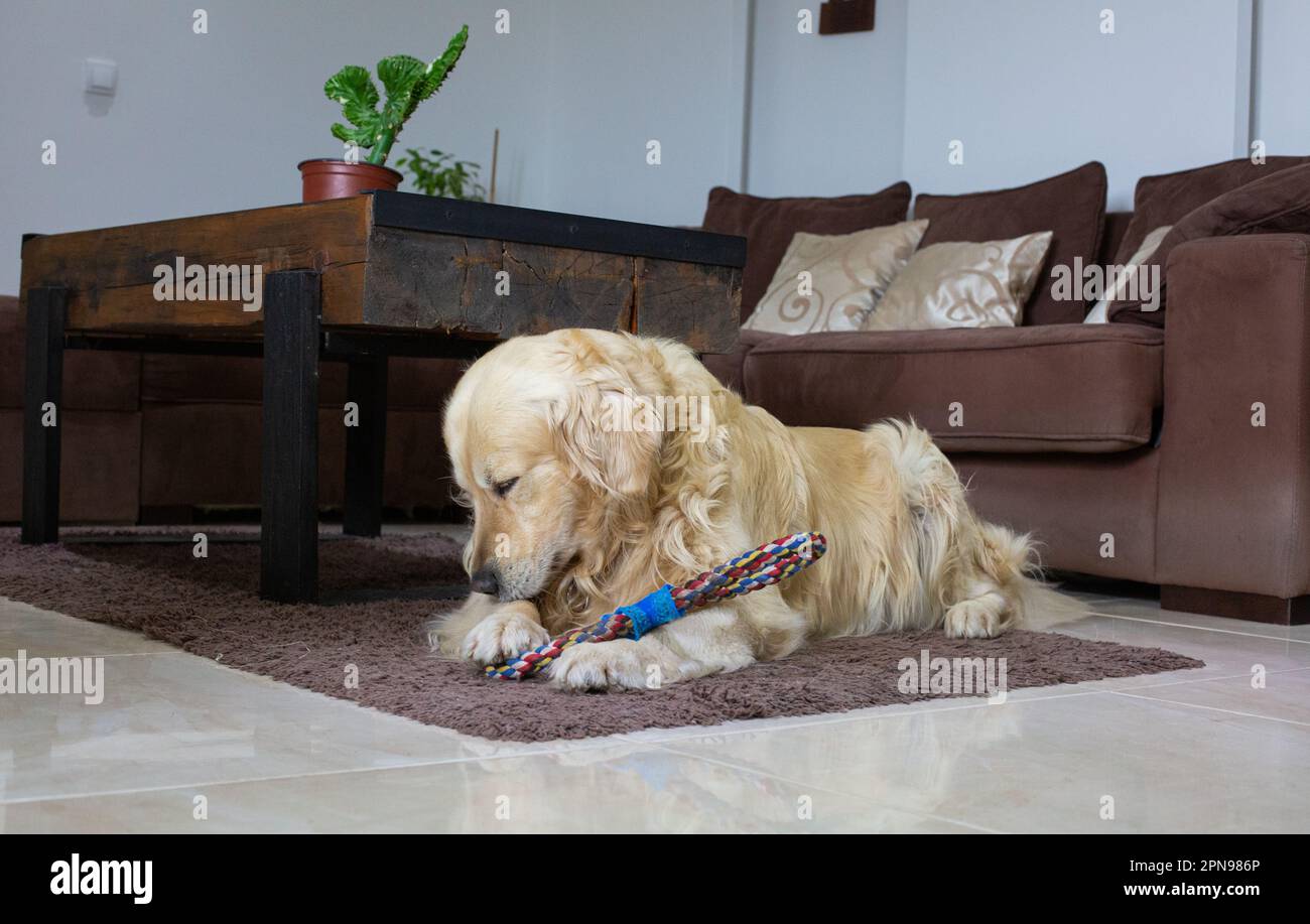 Adorable white golden retriever dog hi-res stock photography and images ...