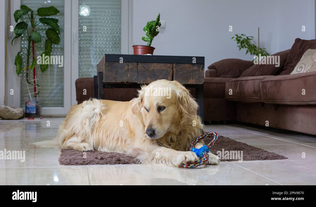 Golden Retriever dog in home Stock Photo - Alamy