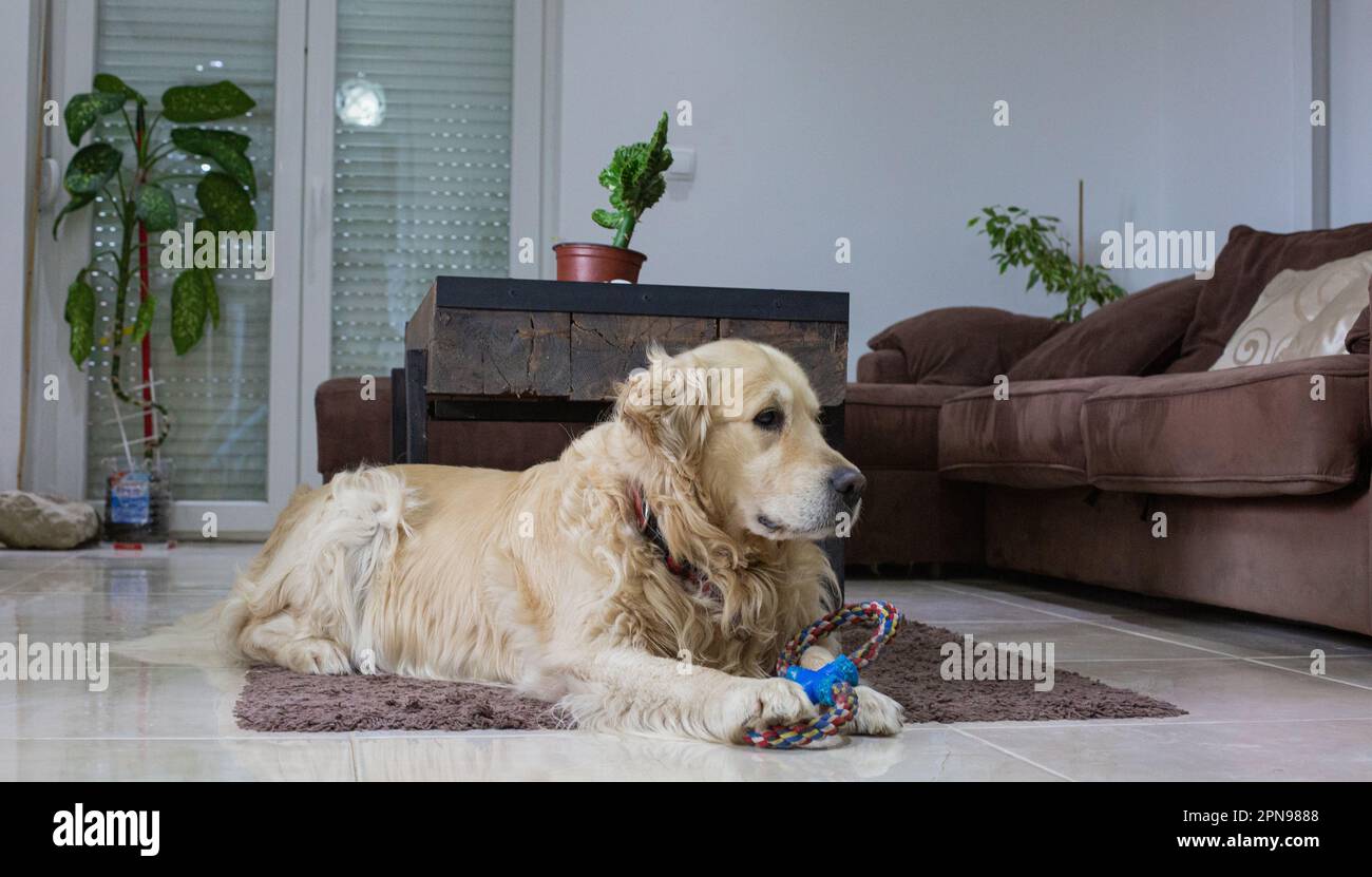 Golden Retriever dog in home Stock Photo - Alamy