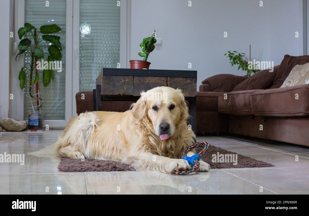 Golden Retriever dog in home Stock Photo - Alamy