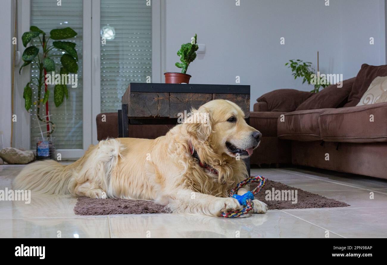 Golden Retriever dog in home Stock Photo - Alamy