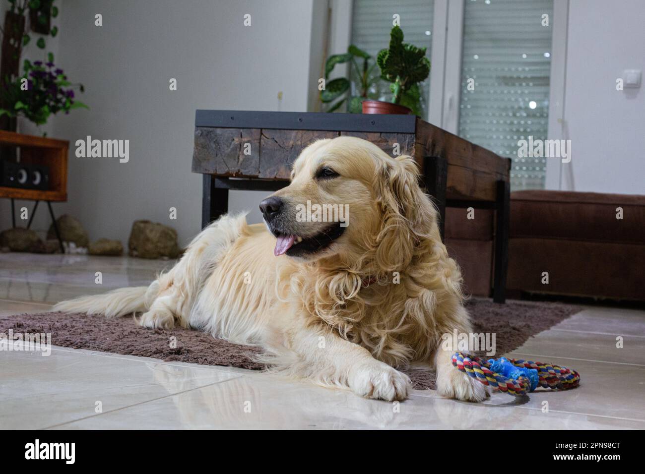 Golden Retriever dog in home Stock Photo - Alamy