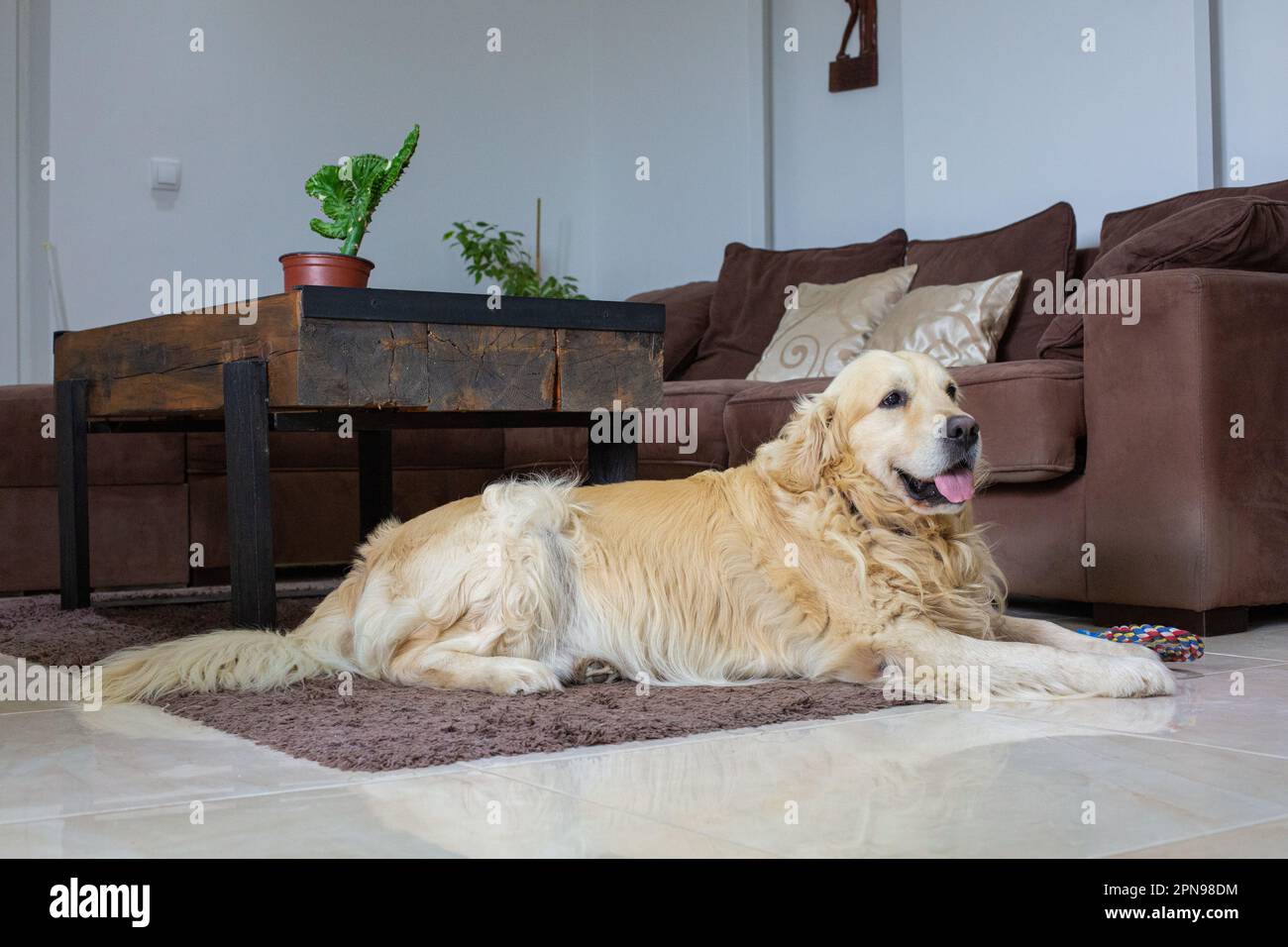 Golden Retriever dog in home Stock Photo - Alamy