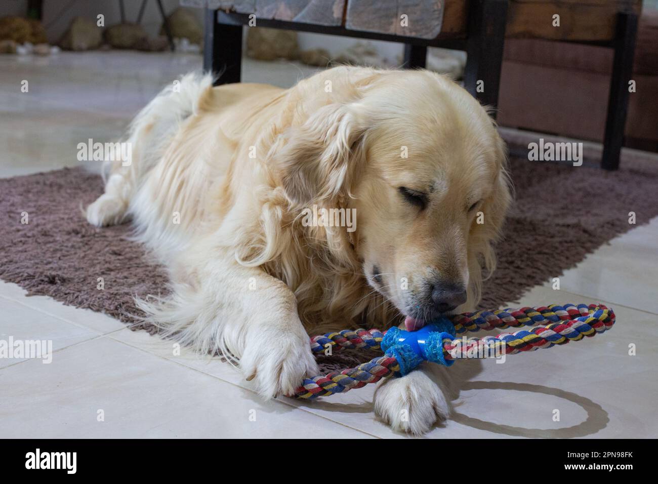 Golden Retriever dog in home Stock Photo - Alamy