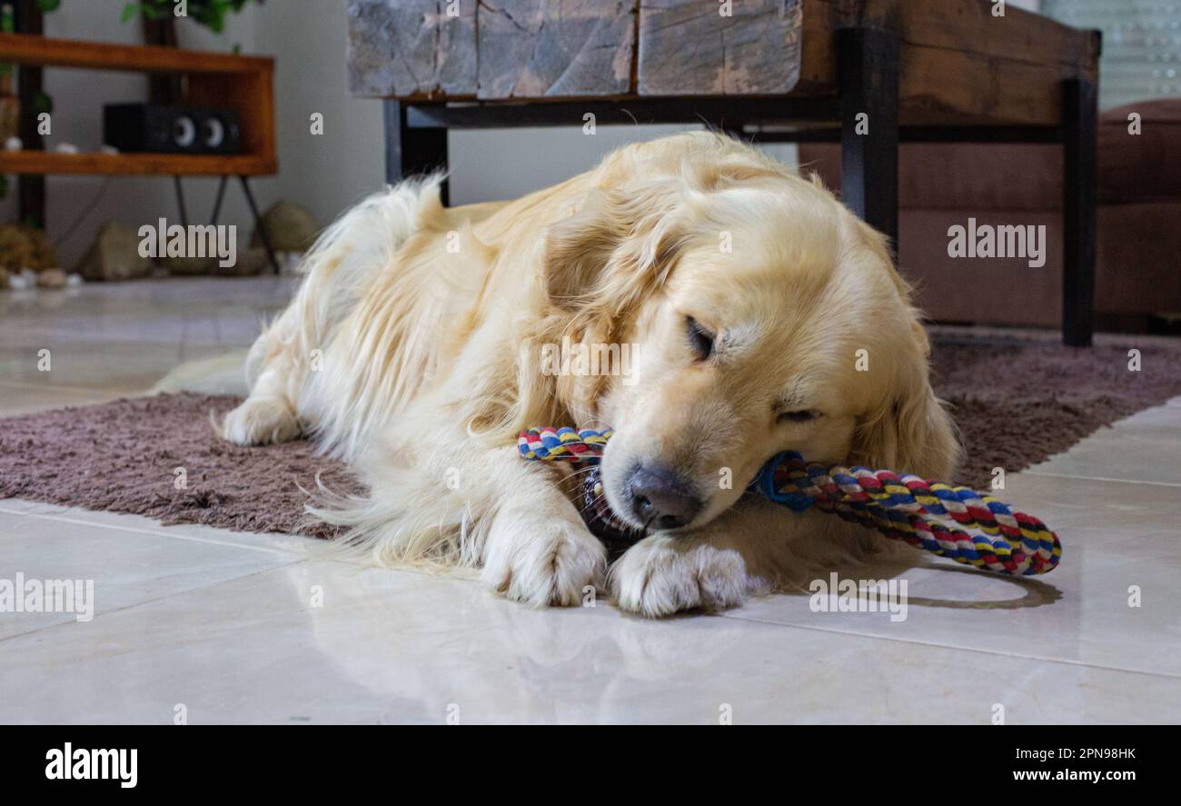 Golden Retriever dog in home Stock Photo - Alamy
