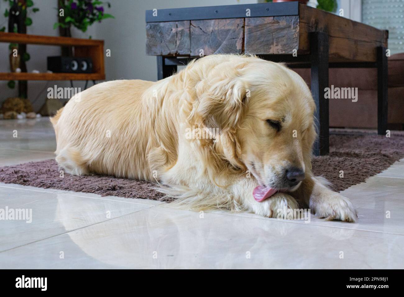 Golden Retriever dog in home Stock Photo - Alamy
