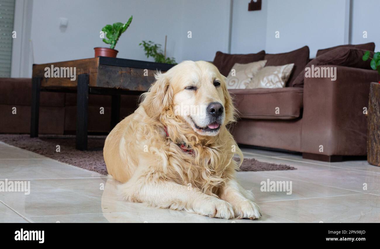 Golden Retriever dog in home Stock Photo - Alamy
