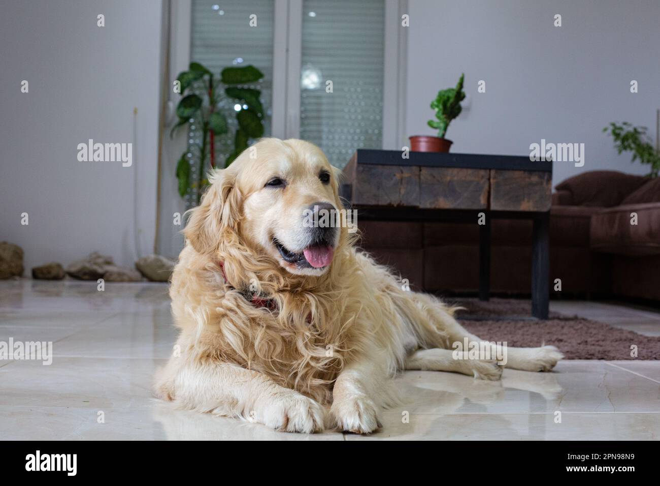 Golden Retriever dog in home Stock Photo - Alamy
