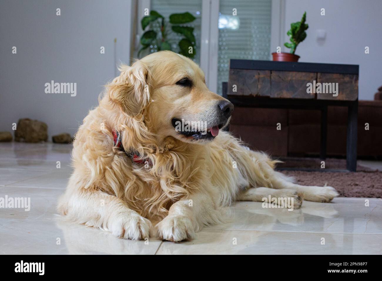 Golden Retriever dog in home Stock Photo - Alamy