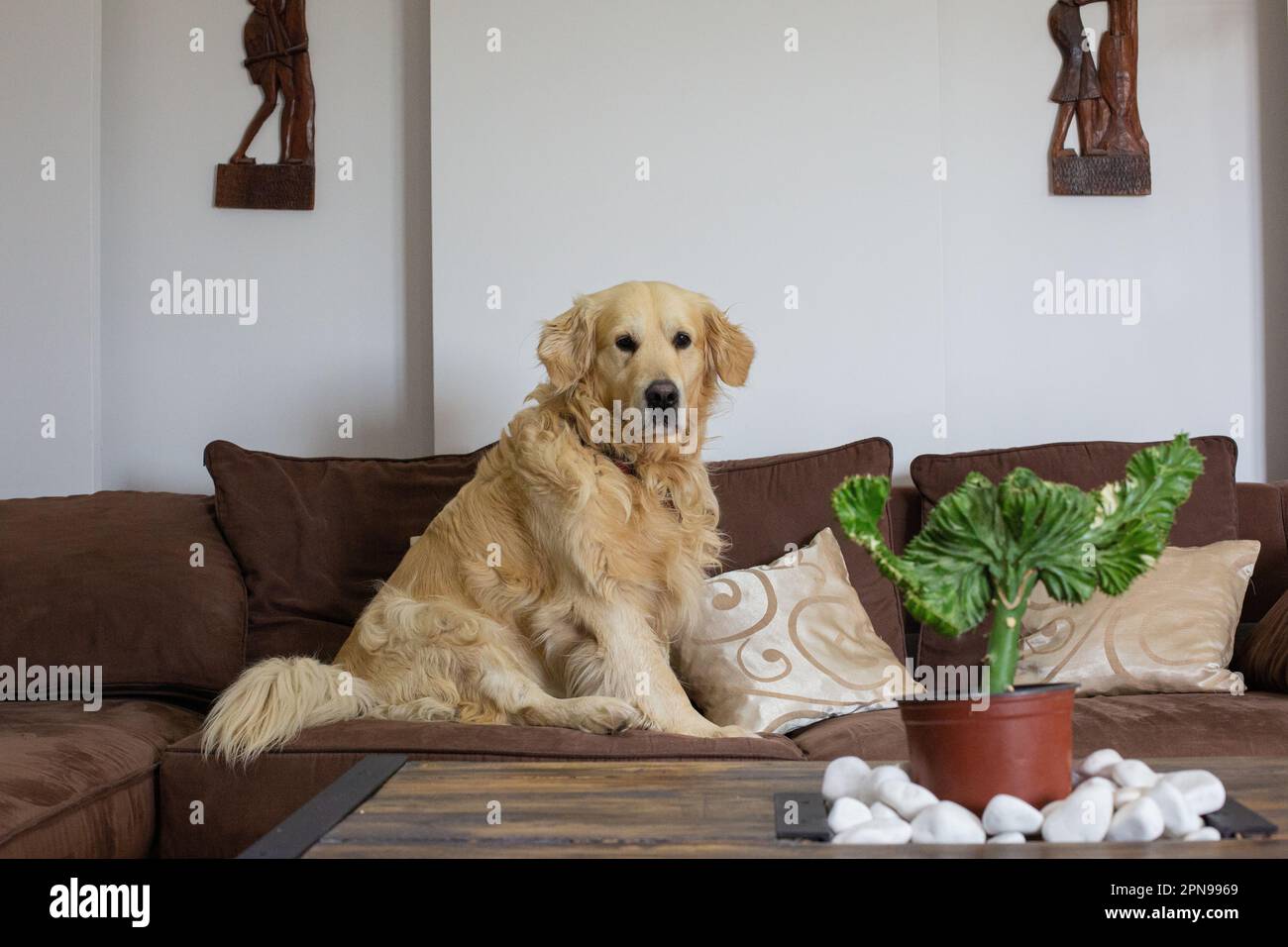Golden Retriever dog in home Stock Photo - Alamy
