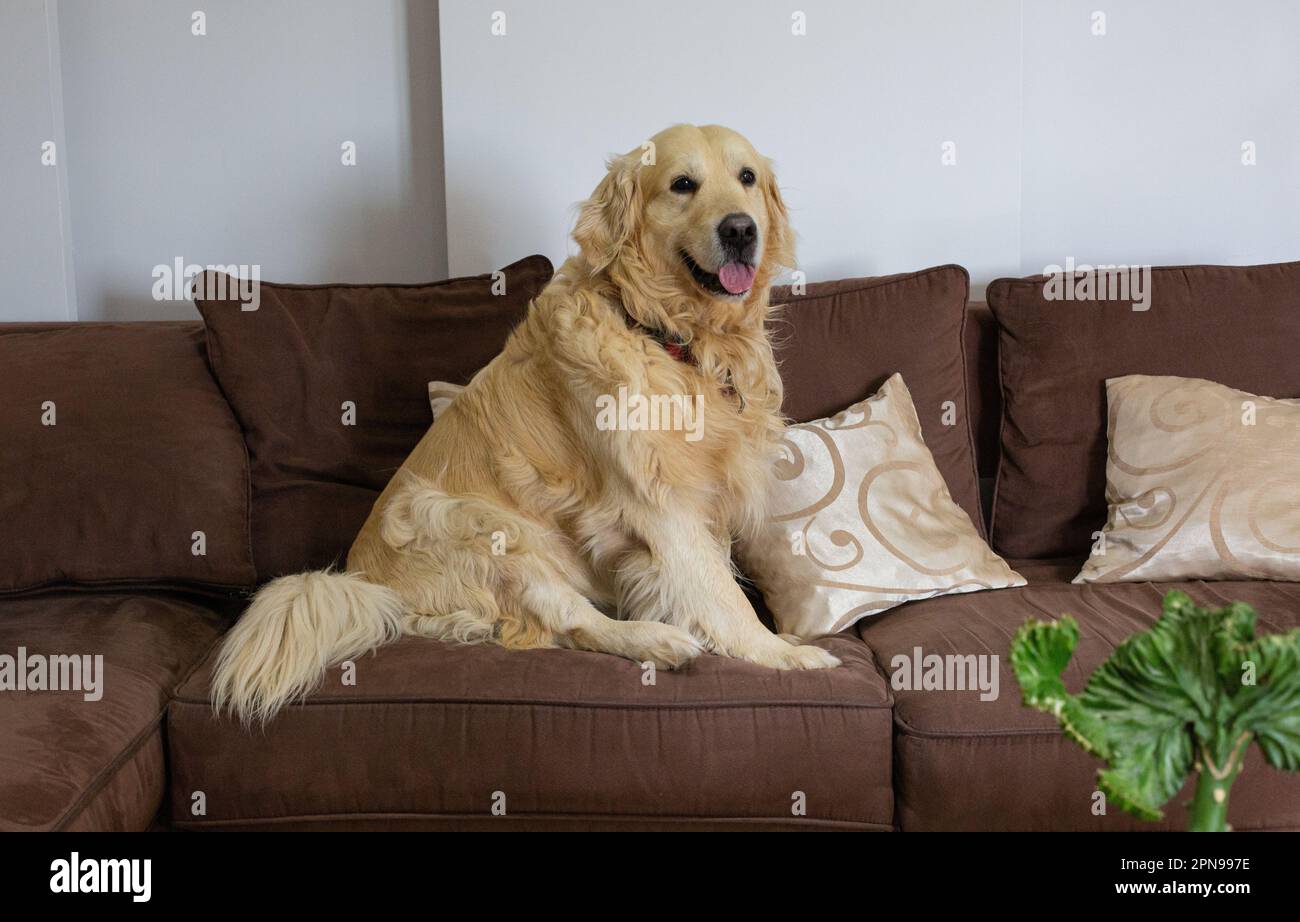 Golden Retriever dog in home Stock Photo - Alamy