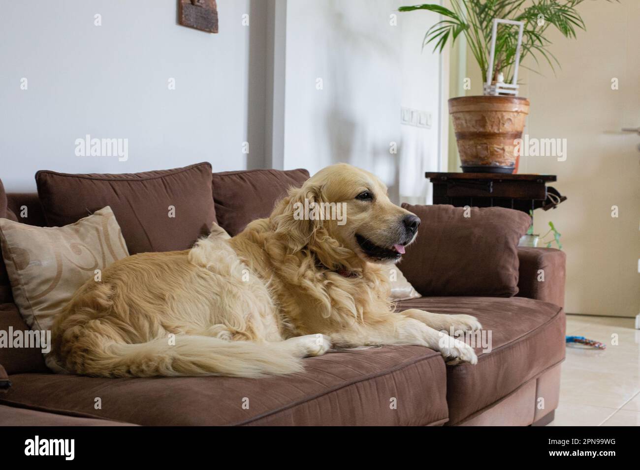 Golden Retriever dog in home Stock Photo - Alamy