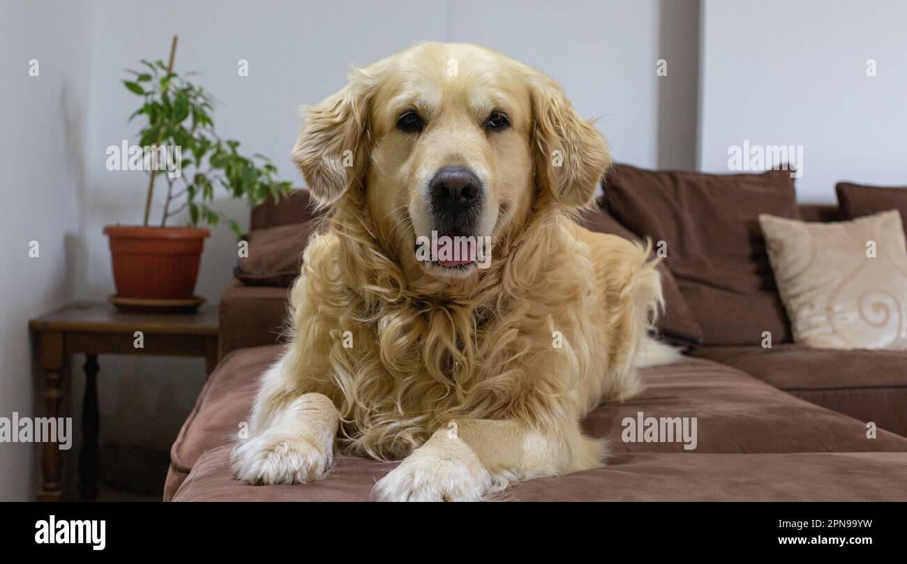 Golden Retriever dog in home Stock Photo - Alamy