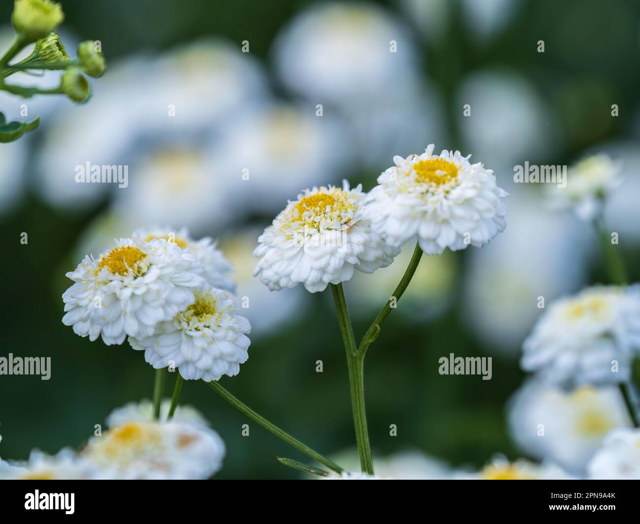 Colourful Feverfew Flowers, Tanacetum parthenium. Beautiful white and ...