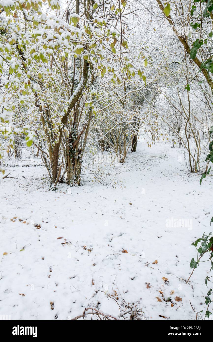 Intimate snow covered winter environmental woodland tableau ...