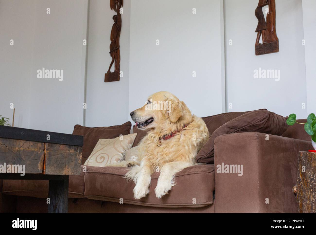 Golden Retriever dog in home Stock Photo - Alamy