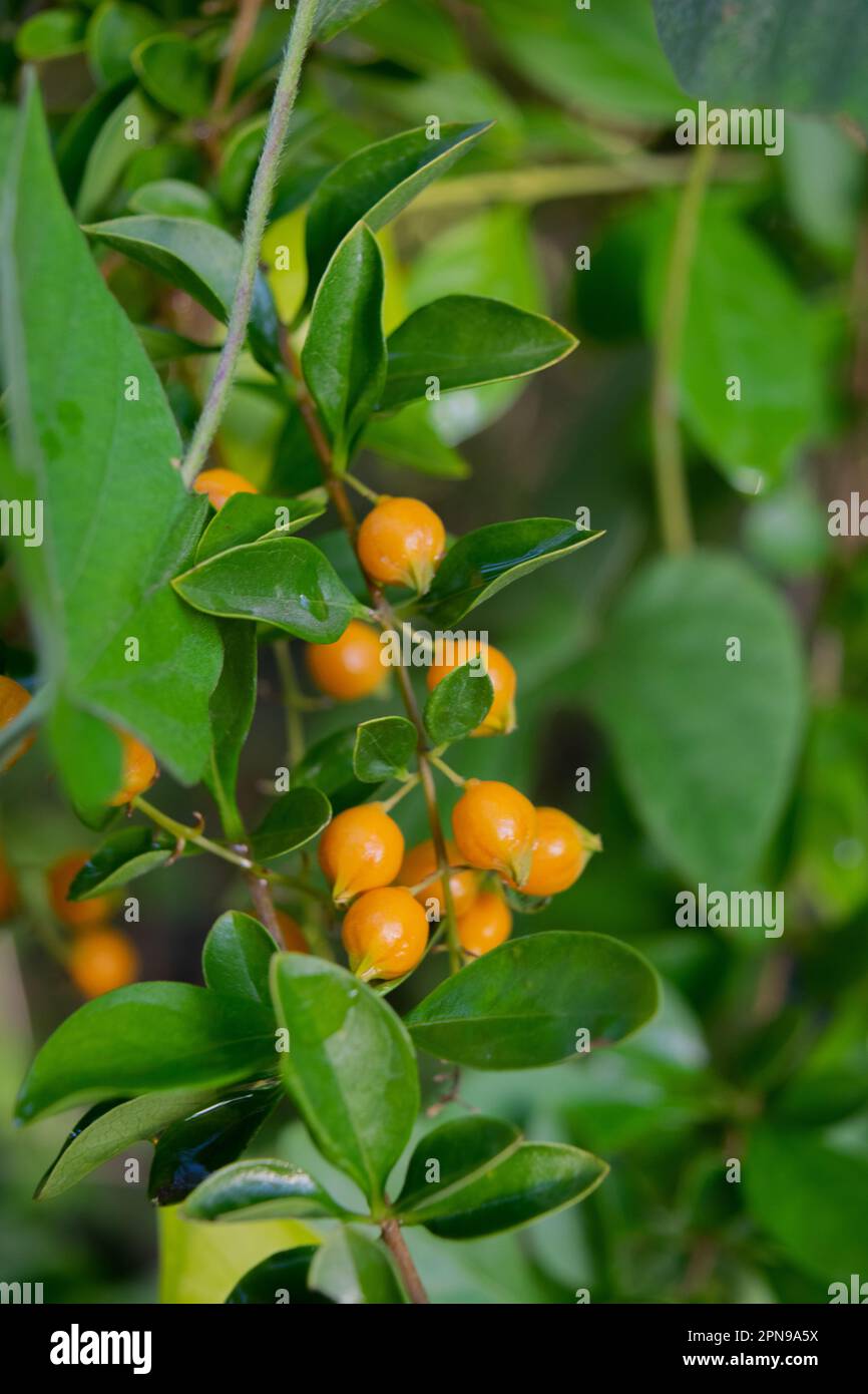 Orange seeds os he plant Duranta Erecta Stock Photo - Alamy