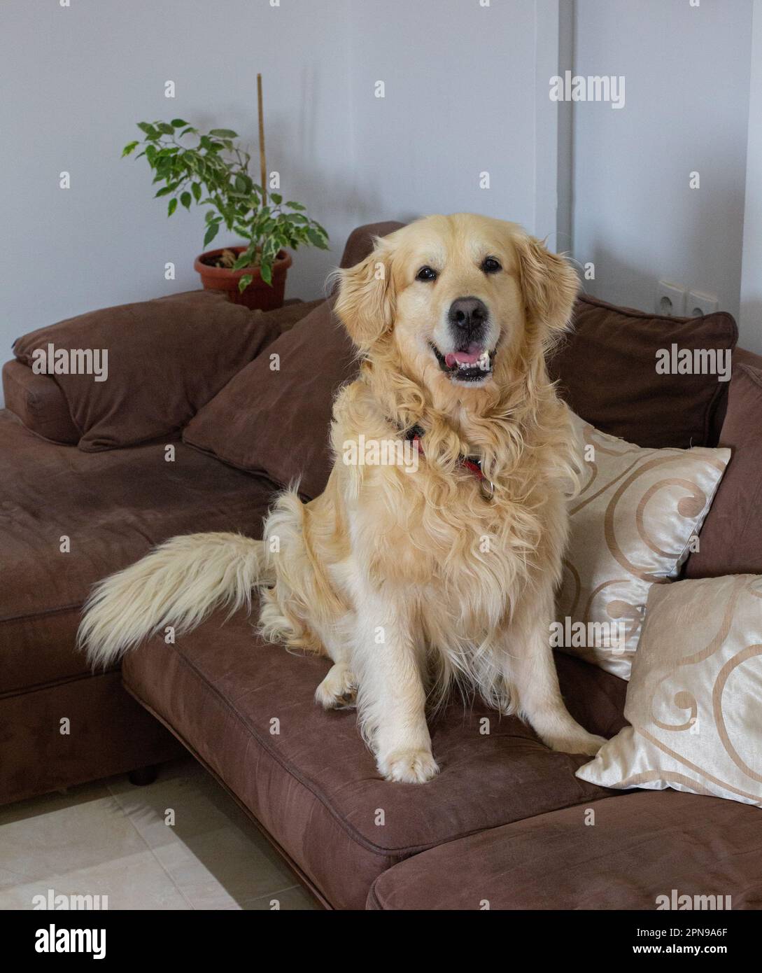 Golden Retriever dog in home Stock Photo - Alamy