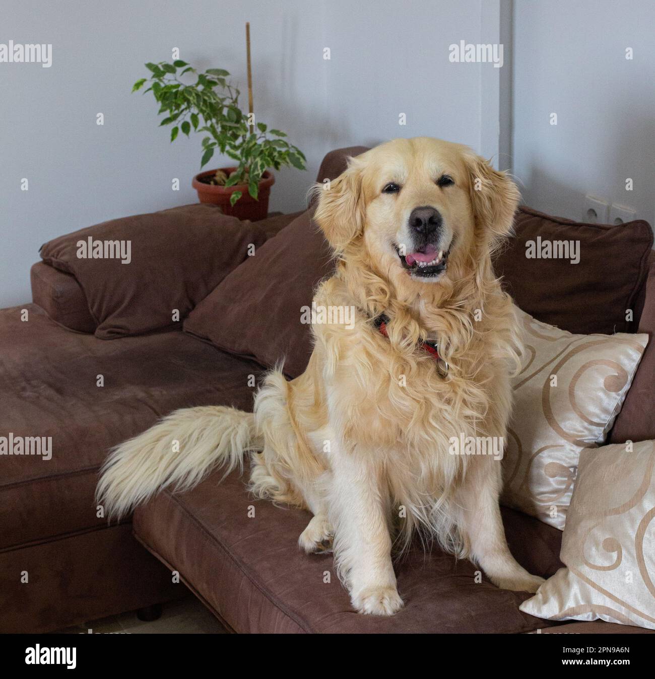 Golden Retriever dog in home Stock Photo - Alamy
