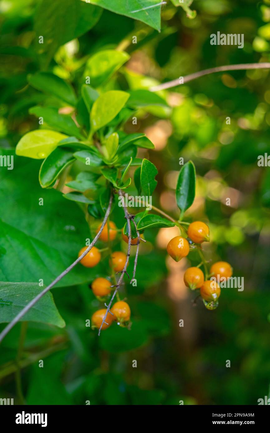 Orange seeds os he plant Duranta Erecta Stock Photo - Alamy