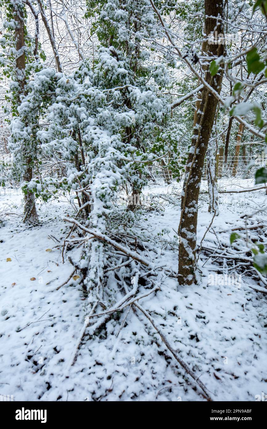 Intimate snow covered winter environmental woodland tableau ...