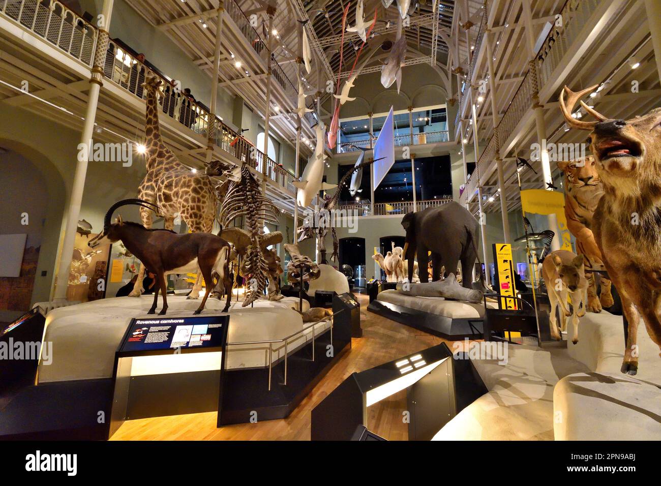 Whale edinburgh hi-res stock photography and images - Alamy