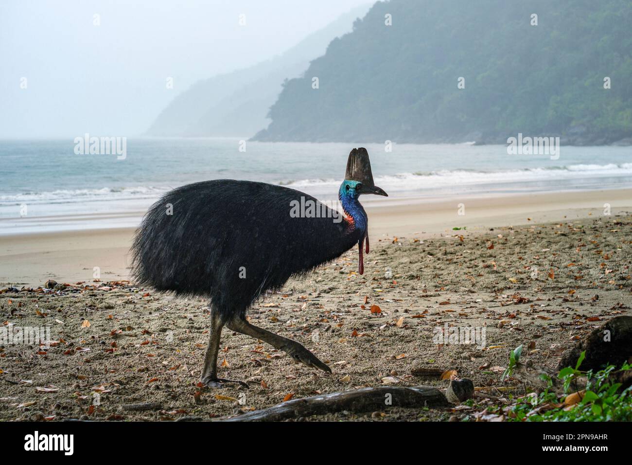An adult cassowary on Etty Beach, Queensland, Australia Stock Photo - Alamy